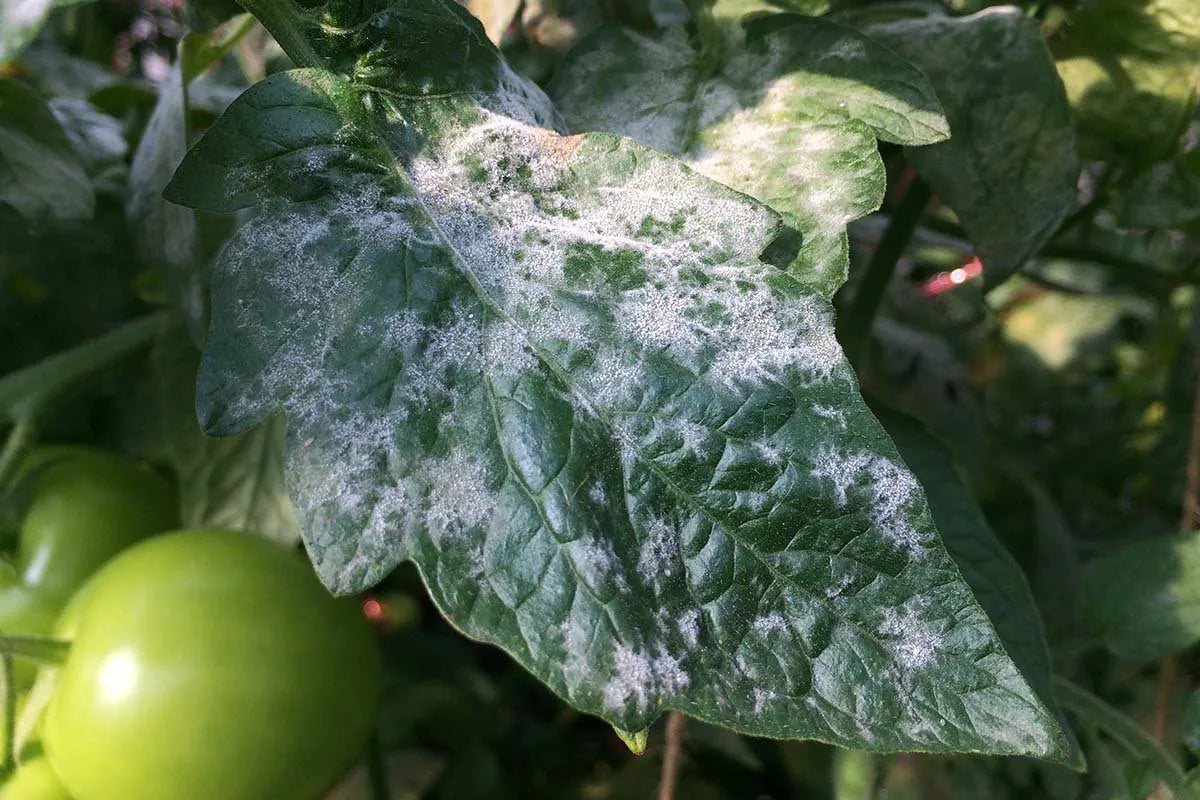 How to Identify and Address Powdery Mildew