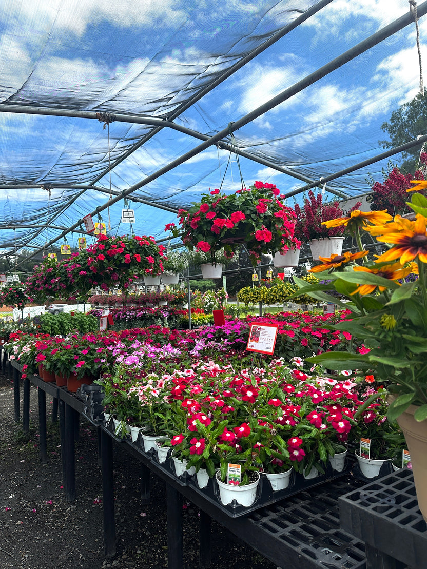 Reston Nursery | Plants & Trees for Sale | Garden Market & Supplies