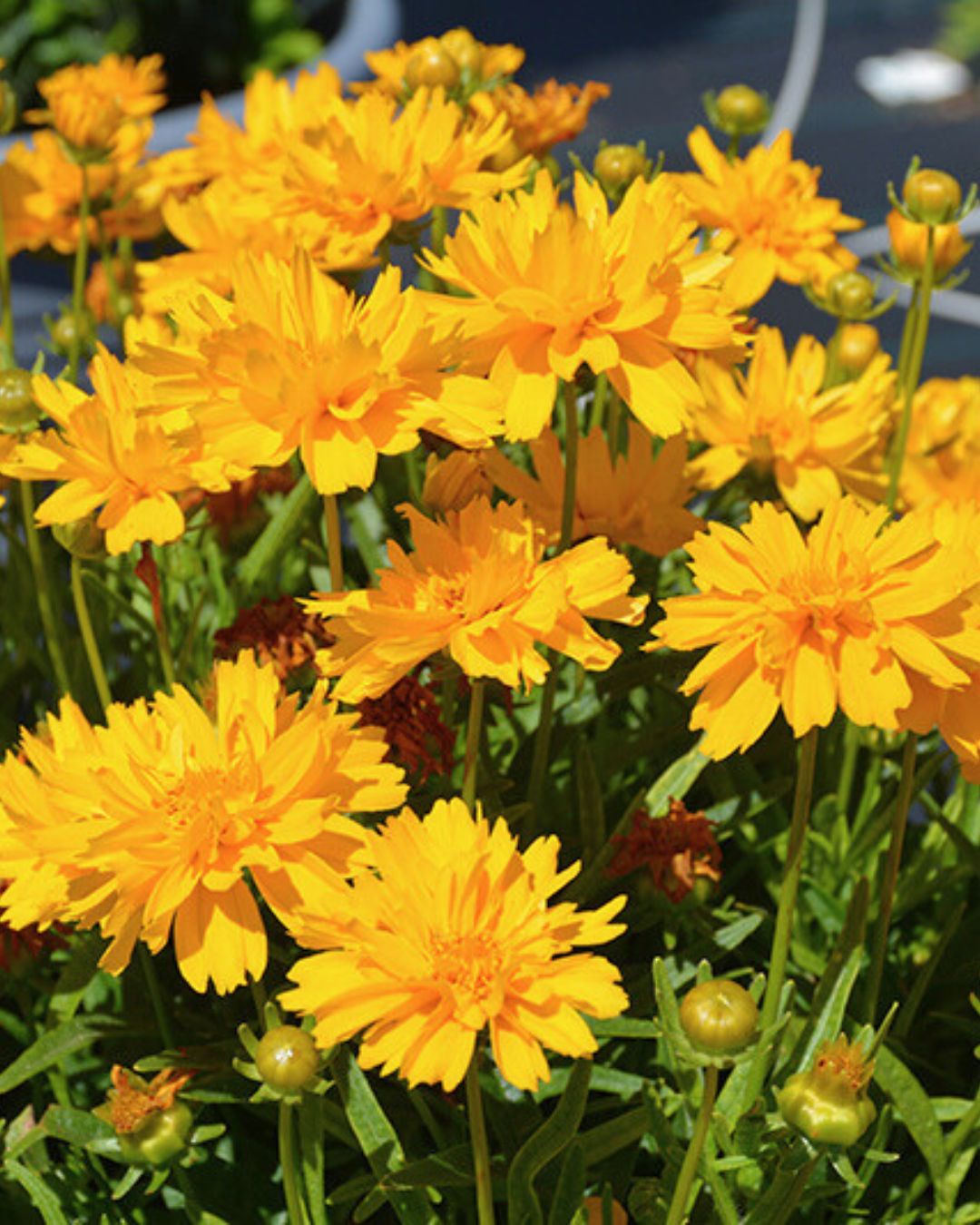 Coreopsis ‘Double the Sun’ (1 gallon)